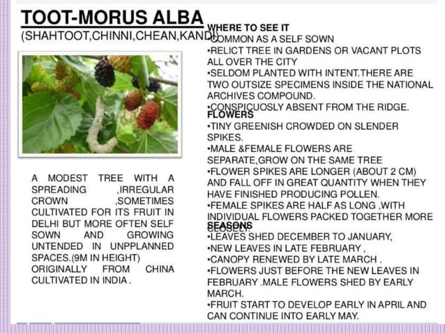 1. Avenue Trees.pptx