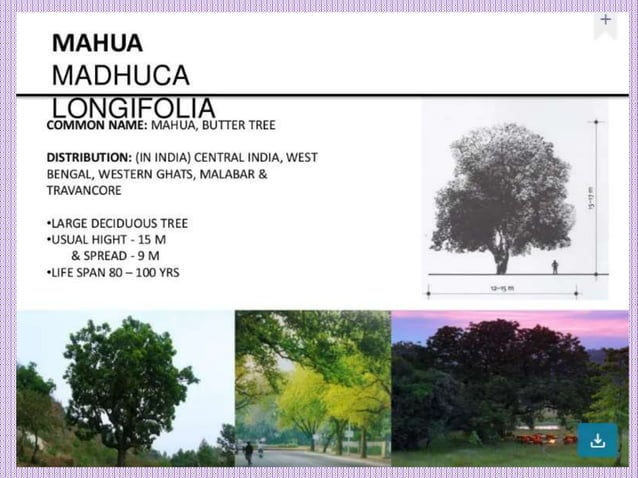 1. Avenue Trees.pptx