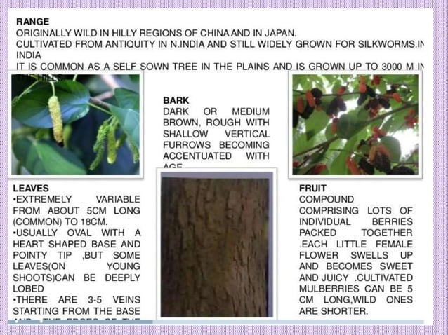 1. Avenue Trees.pptx