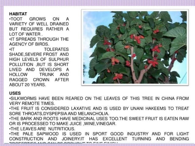 1. Avenue Trees.pptx