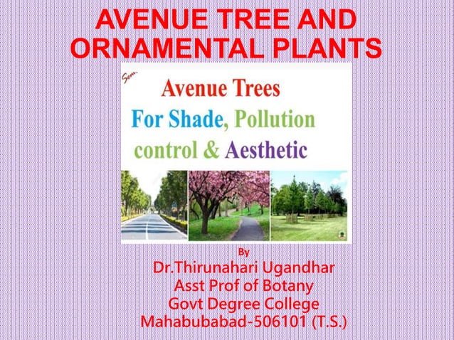 1. Avenue Trees.pptx