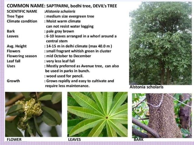 1. Avenue Trees.pptx