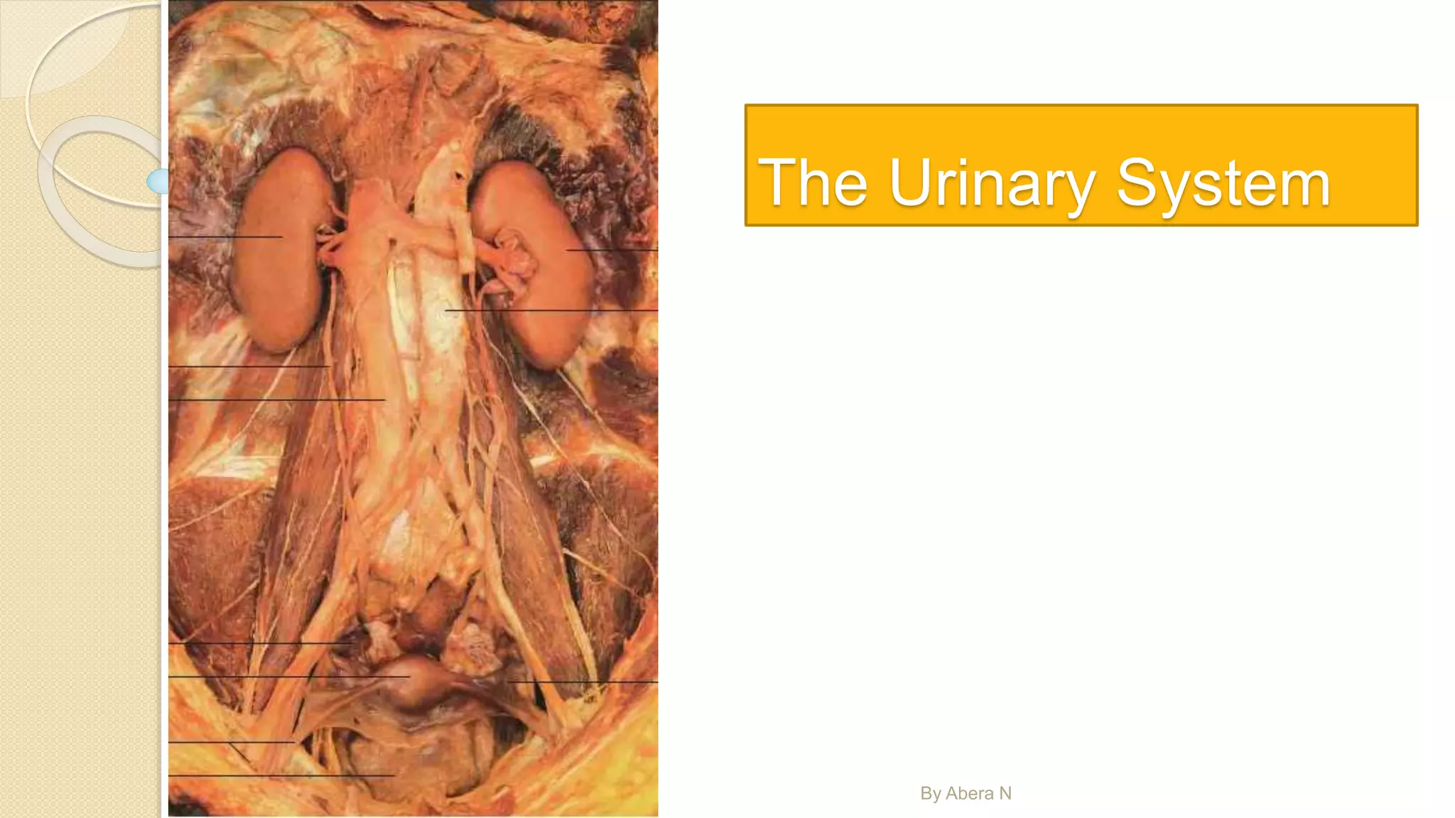 1. AnatomyThe Urinary System ppt ed.pptx | Free Download