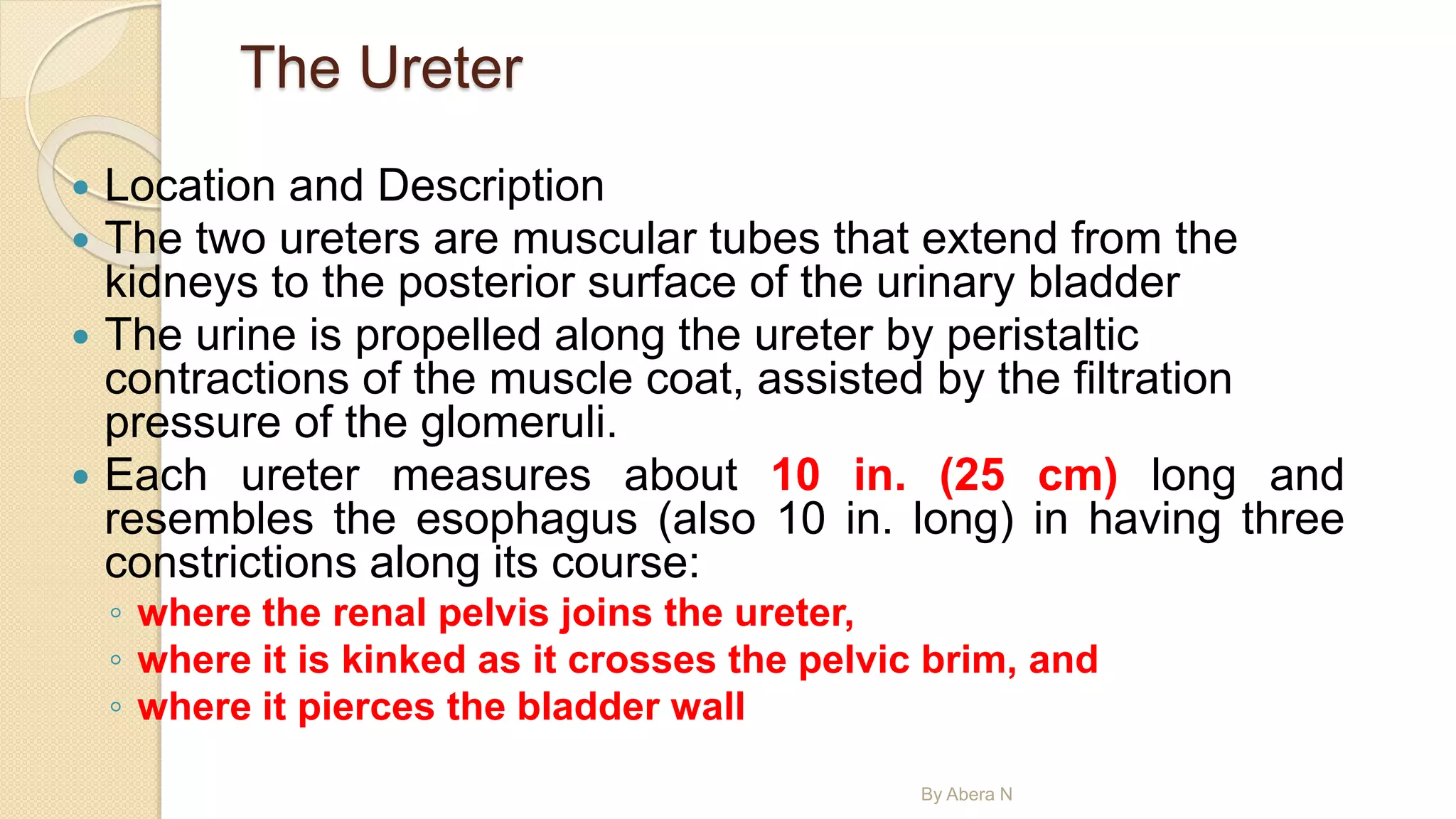 1. AnatomyThe Urinary System ppt ed.pptx