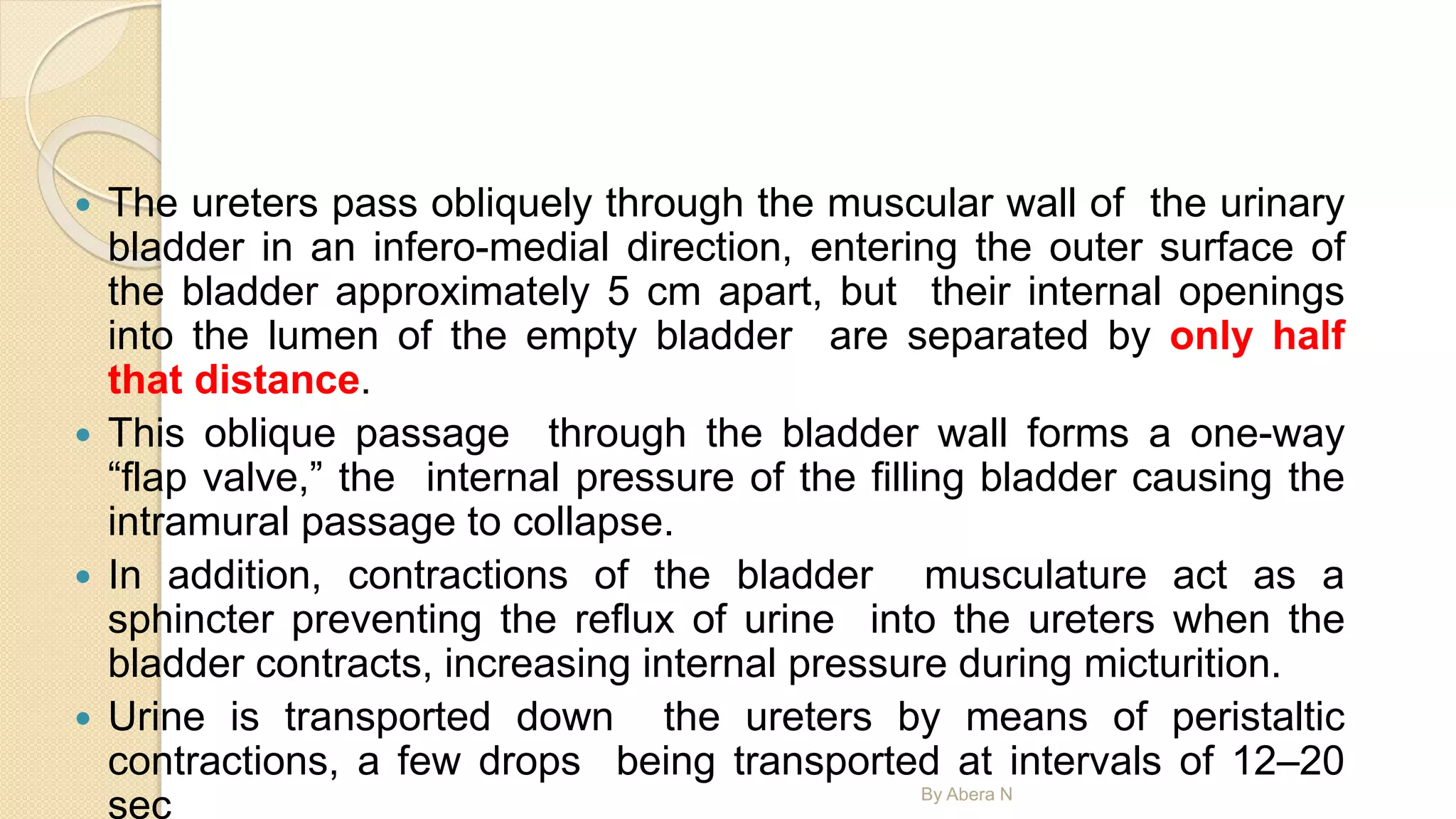 1. AnatomyThe Urinary System ppt ed.pptx