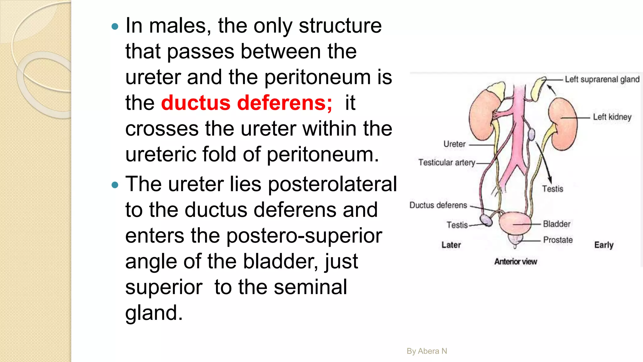 1. AnatomyThe Urinary System ppt ed.pptx