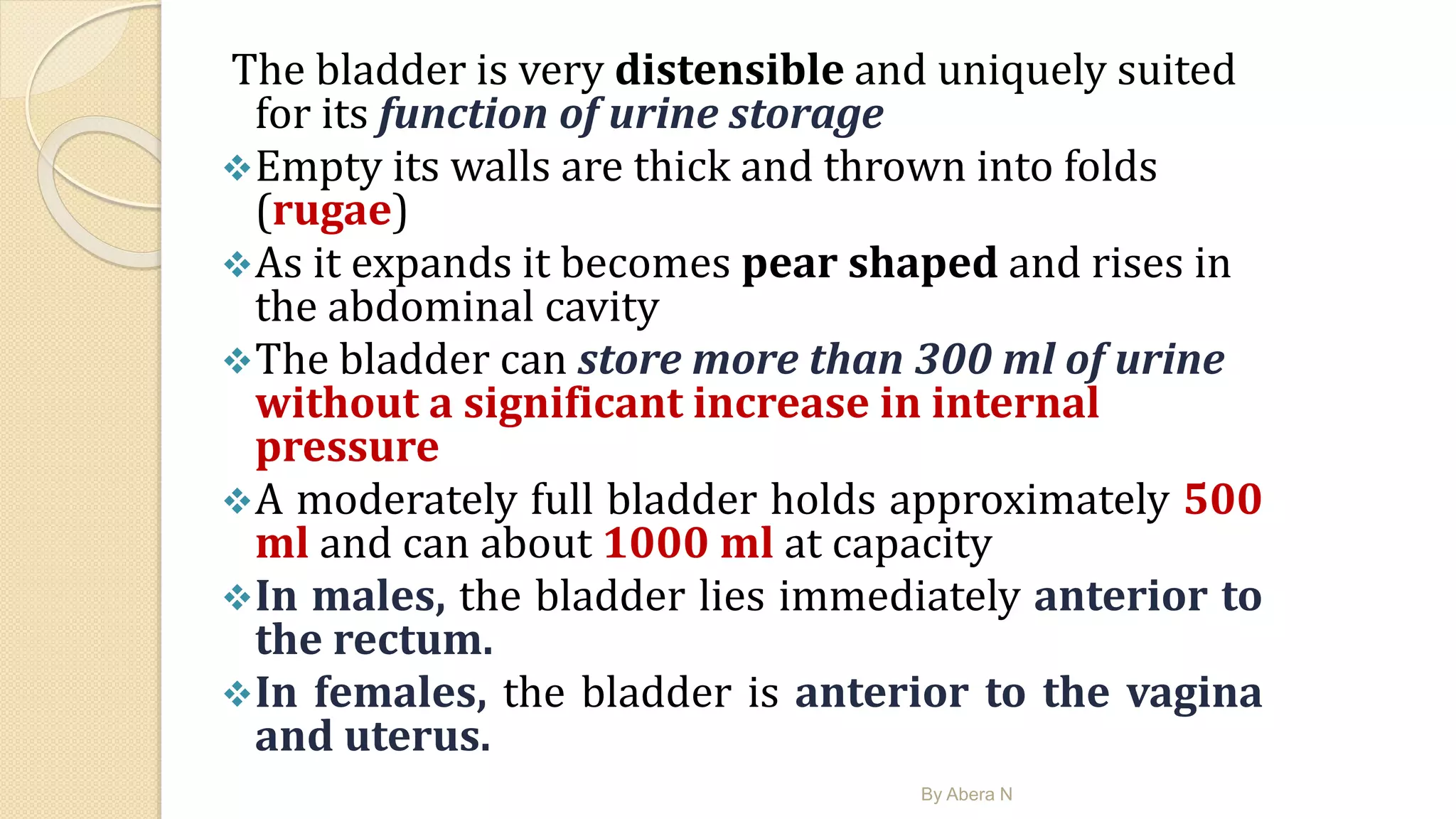 1. AnatomyThe Urinary System ppt ed.pptx
