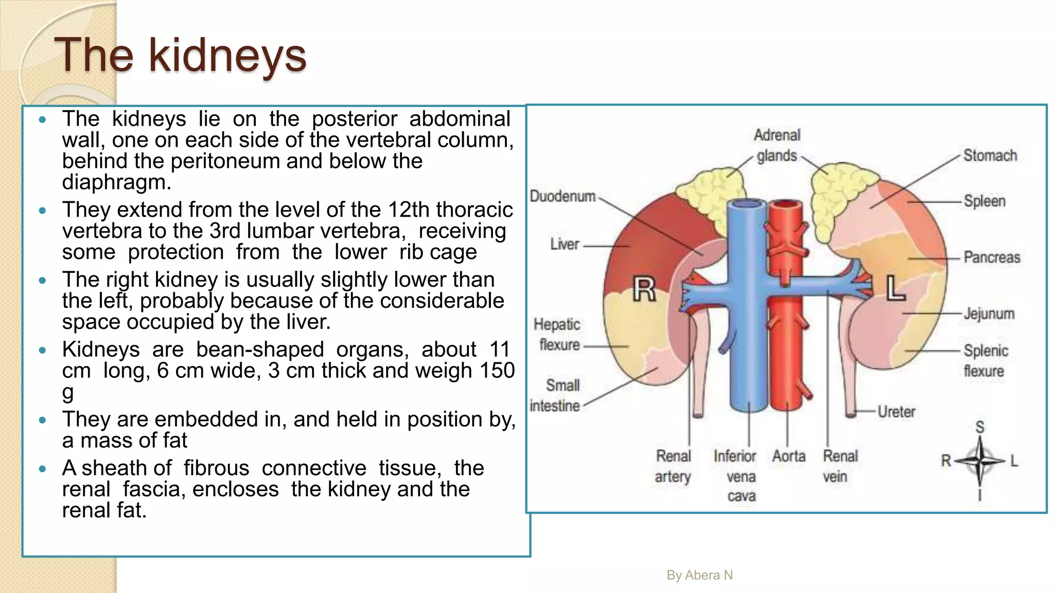 1. AnatomyThe Urinary System ppt ed.pptx