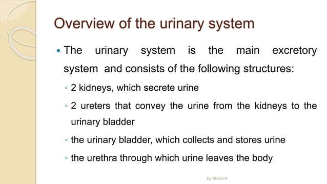 1. AnatomyThe Urinary System ppt ed.pptx