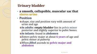 1. AnatomyThe Urinary System ppt ed.pptx