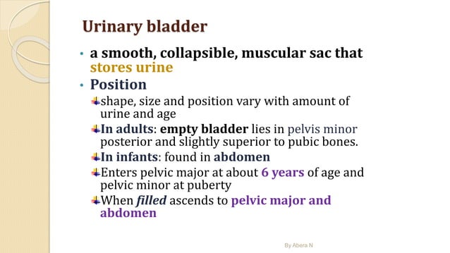 1. AnatomyThe Urinary System ppt ed.pptx
