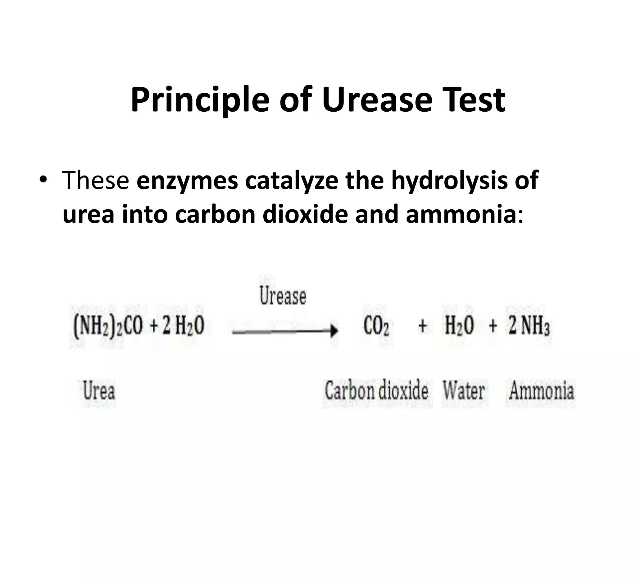 1.Catalase,urease and TSI Test.pptx