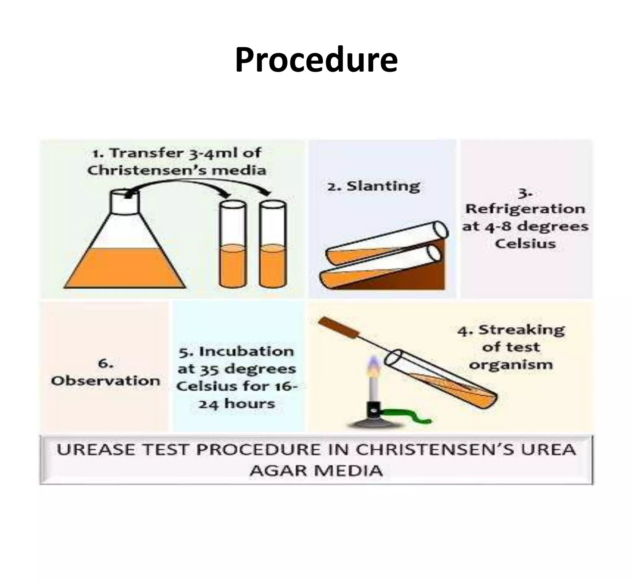 1.Catalase,urease and TSI Test.pptx