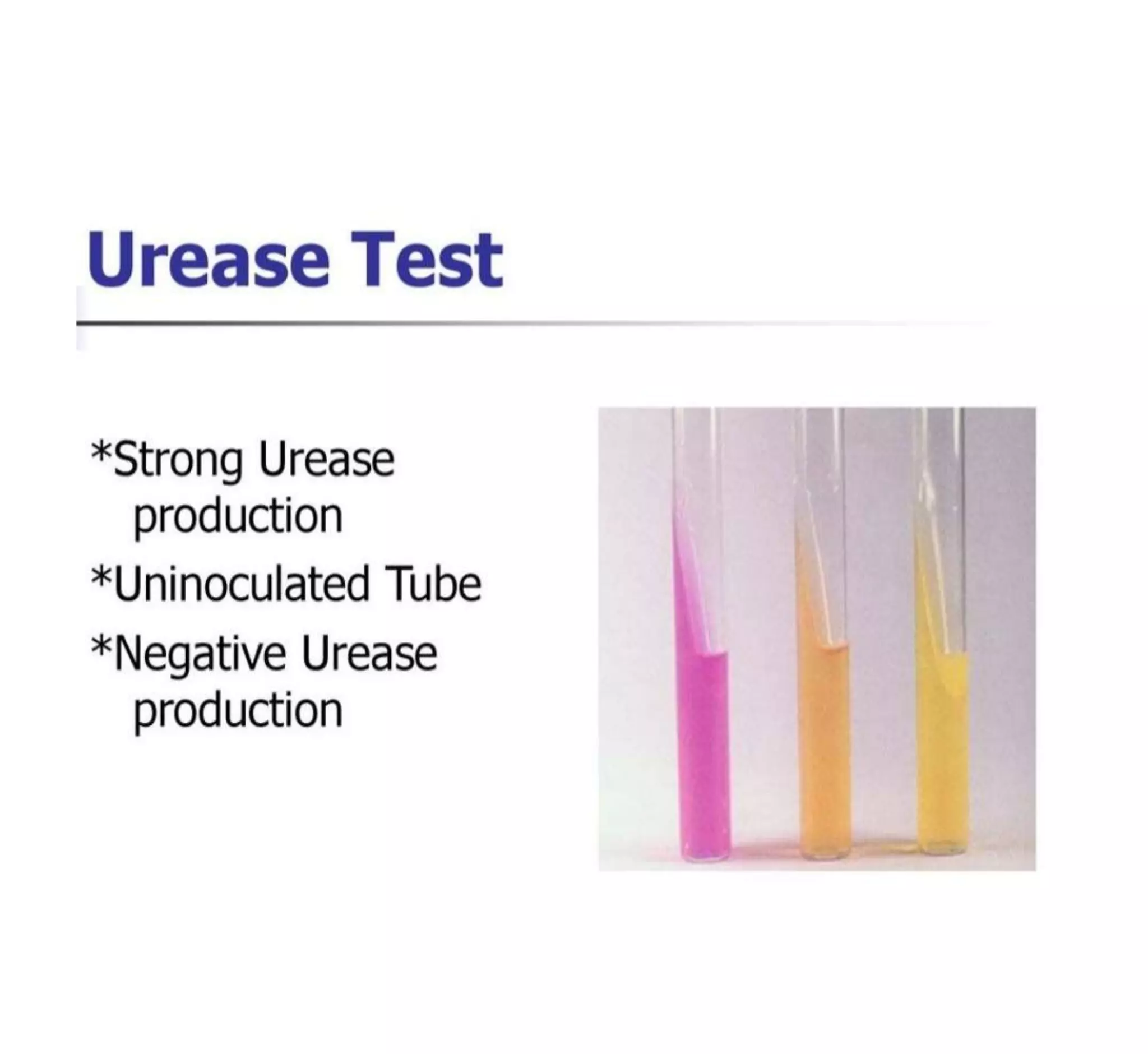 1.Catalase,urease and TSI Test.pptx