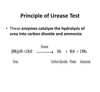 1.Catalase,urease and TSI Test.pptx