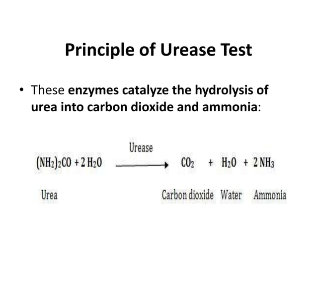 1.Catalase,urease and TSI Test.pptx