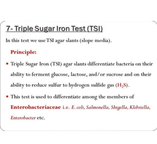 Triple Sugar Iron Agar