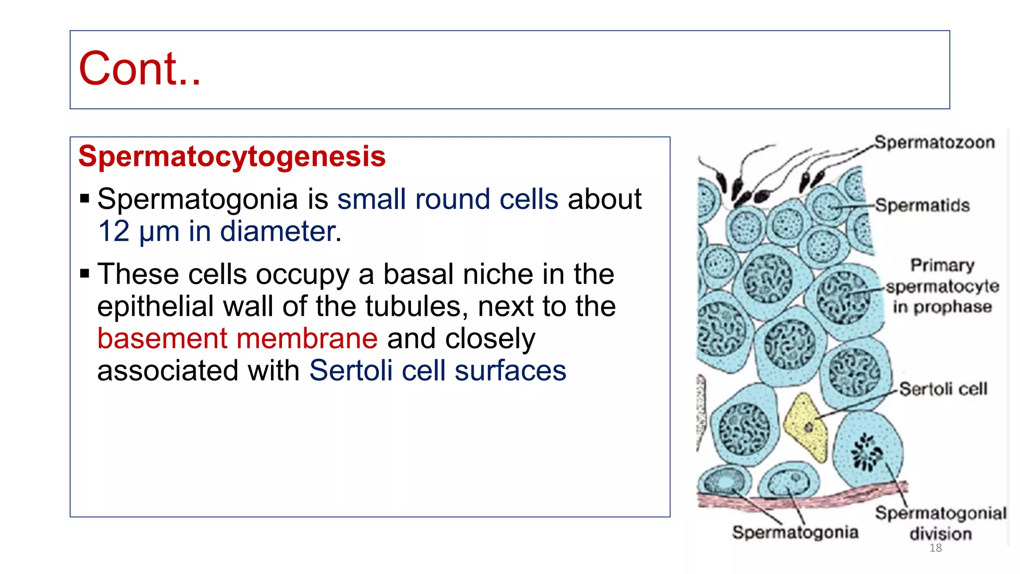 1. histology reproductive system.ppt