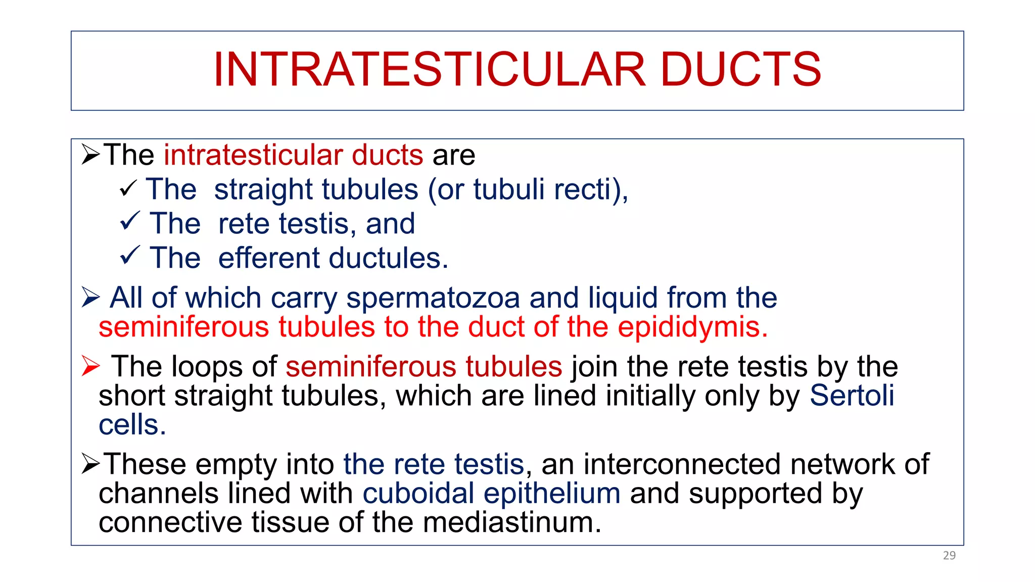 1. histology reproductive system.ppt