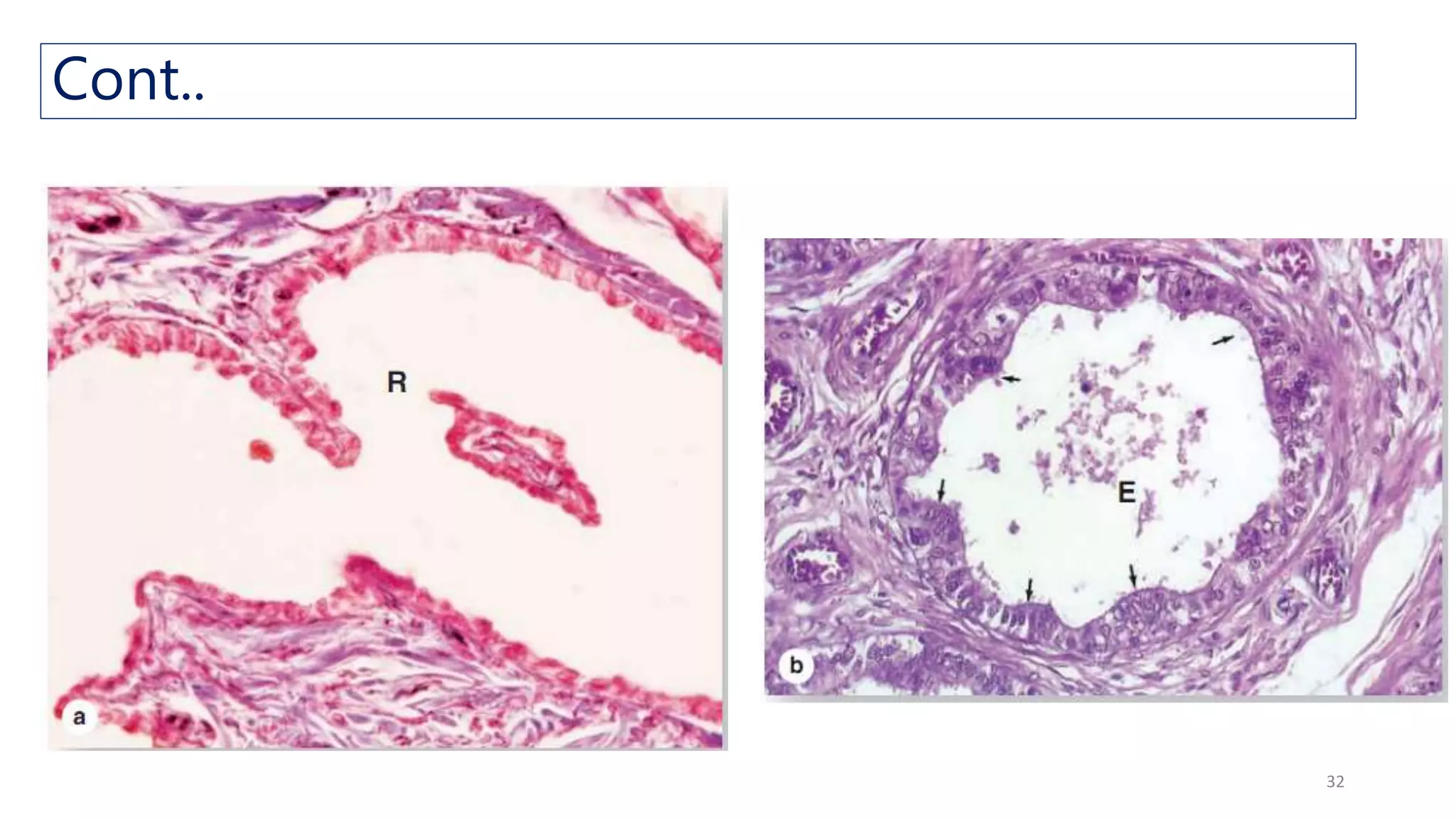 1. histology reproductive system.ppt