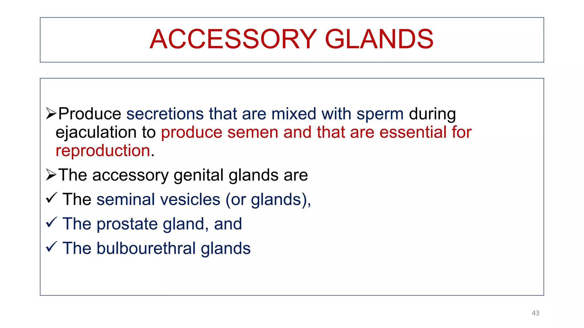 1. histology reproductive system.ppt