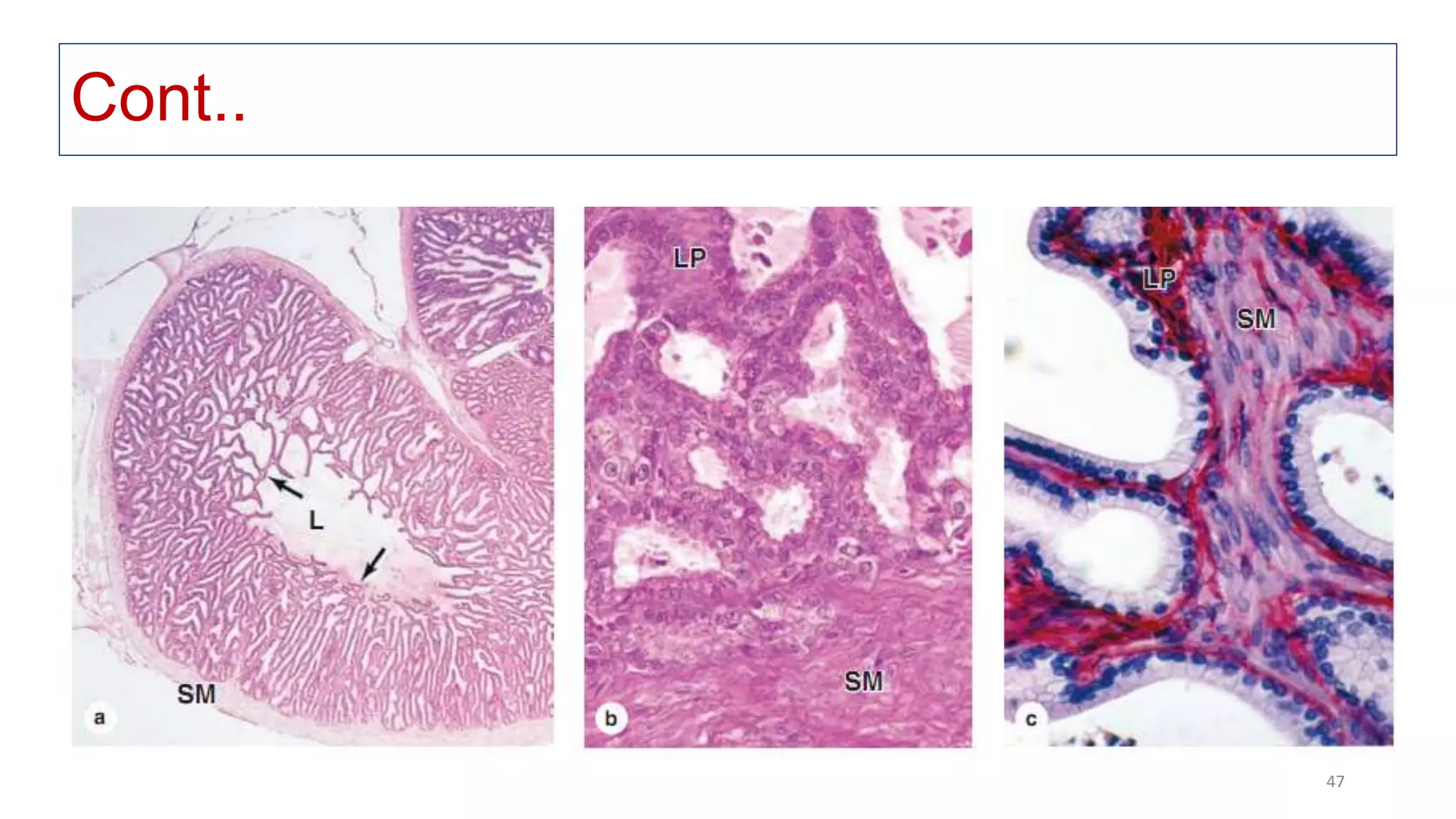 1. histology reproductive system.ppt