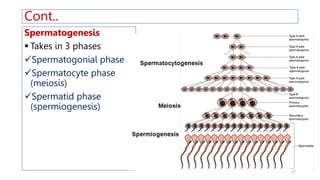 1. histology reproductive system.ppt