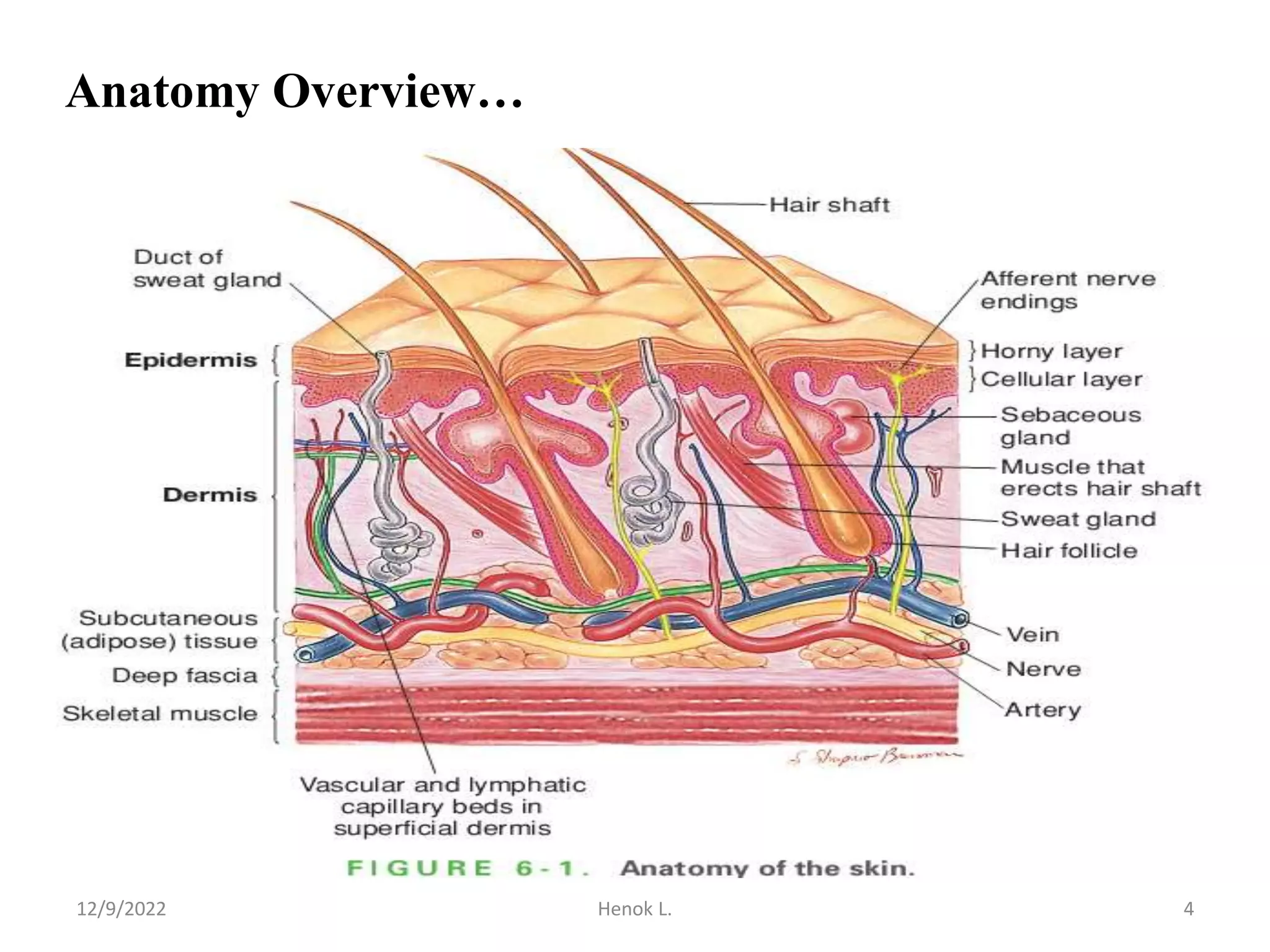 1 Integumentary System Pdf