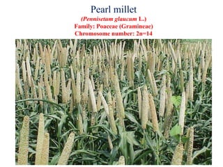 Pearlmillet crop production technology | PPTX