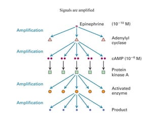 1.Signal_Transduction-med-1.pdf