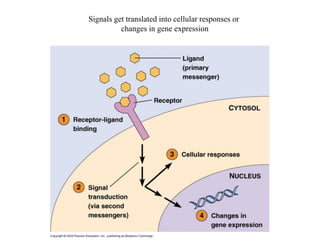 1.Signal_Transduction-med-1.pdf
