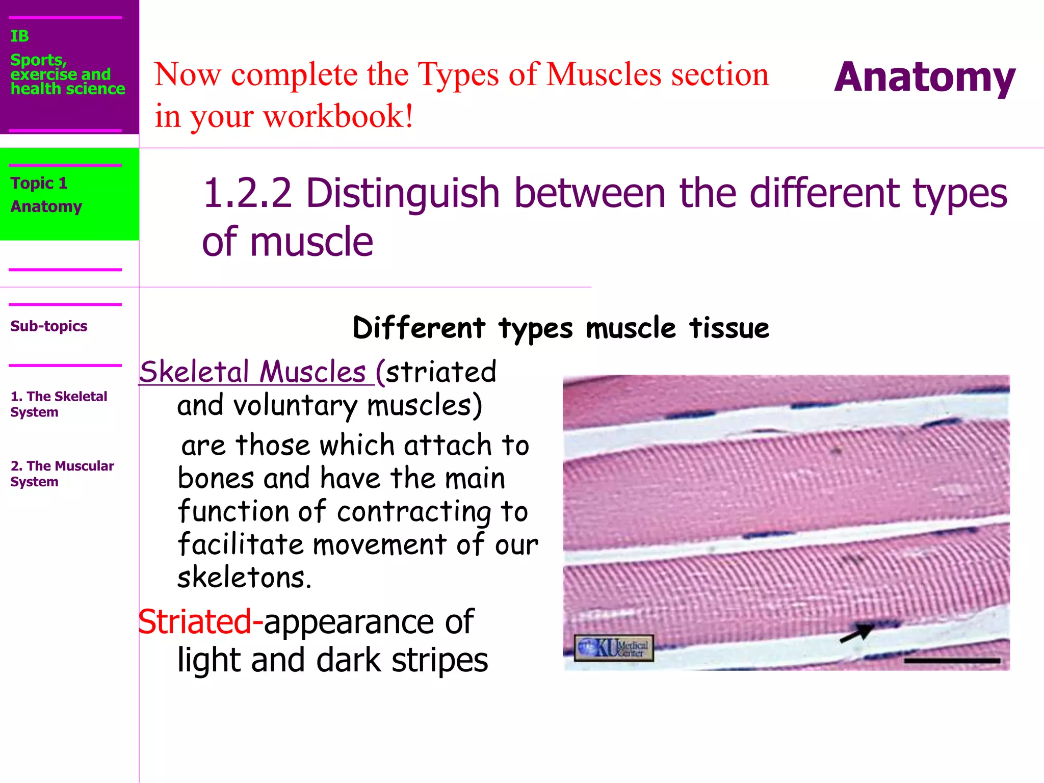 1.2_The_Muscular_System.ppt