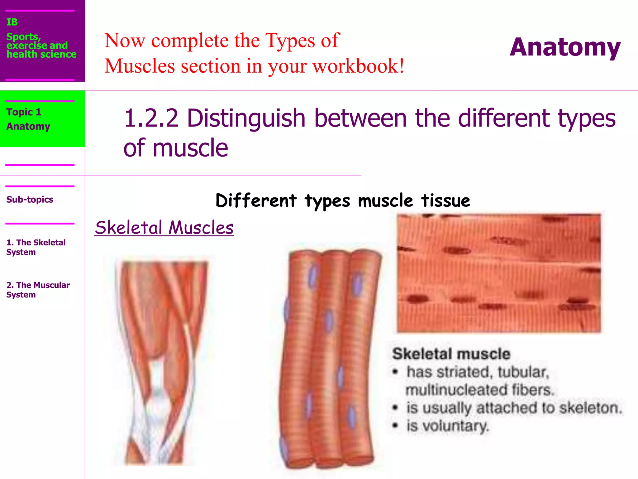 1.2_The_Muscular_System.ppt