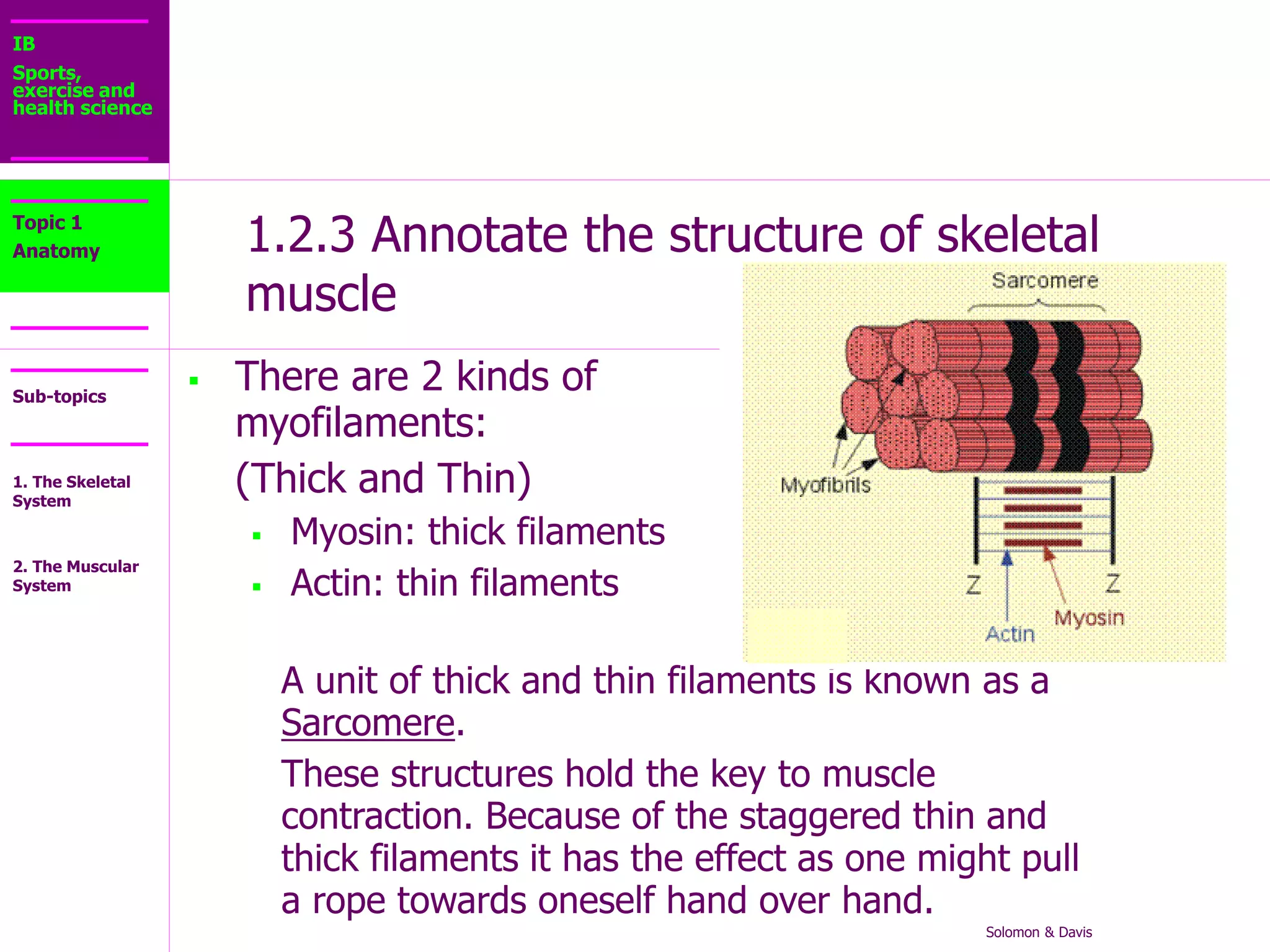 1.2_The_Muscular_System.ppt
