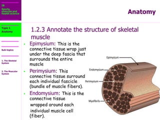 1.2_The_Muscular_System.ppt