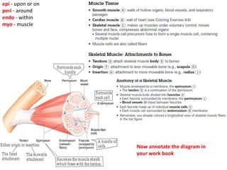 1.2_The_Muscular_System.ppt