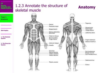 1.2_The_Muscular_System.ppt
