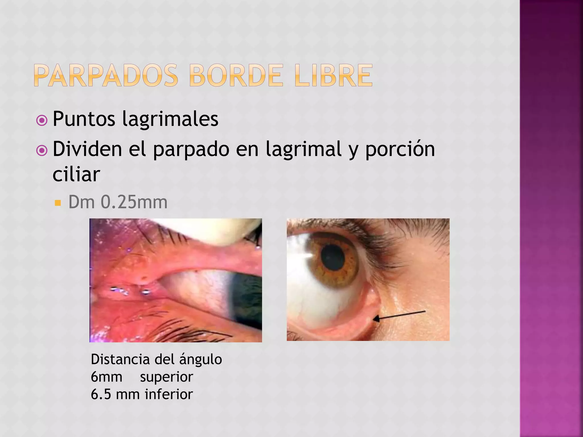 1. ANATOMÍA DE PARPADOS.pptx