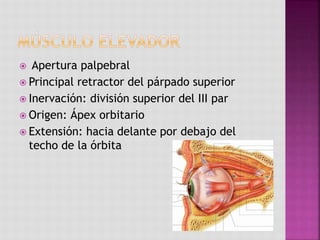 1. ANATOMÍA DE PARPADOS.pptx