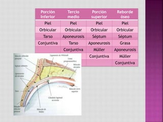 1. ANATOMÍA DE PARPADOS.pptx