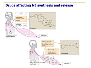 1.4.Adrenergic drugs.ppt