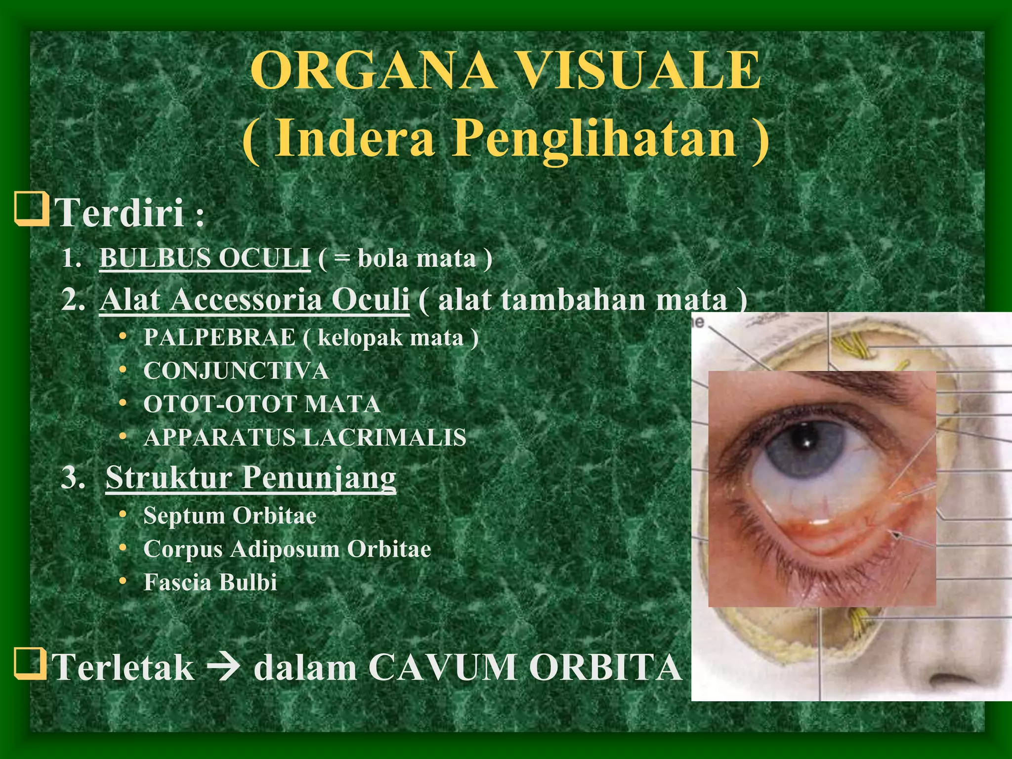 1. Anatomi SS (Mata) (dr. Saharuddin) .ppt