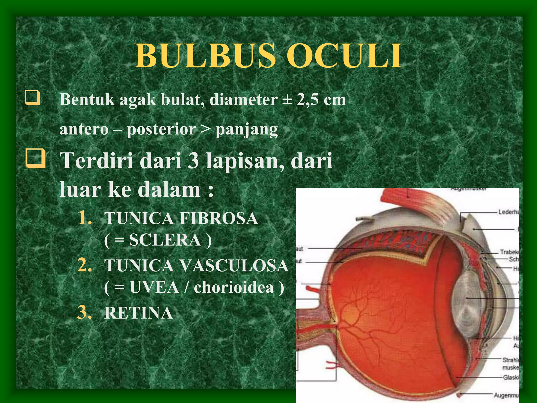 1. Anatomi SS (Mata) (dr. Saharuddin) .ppt