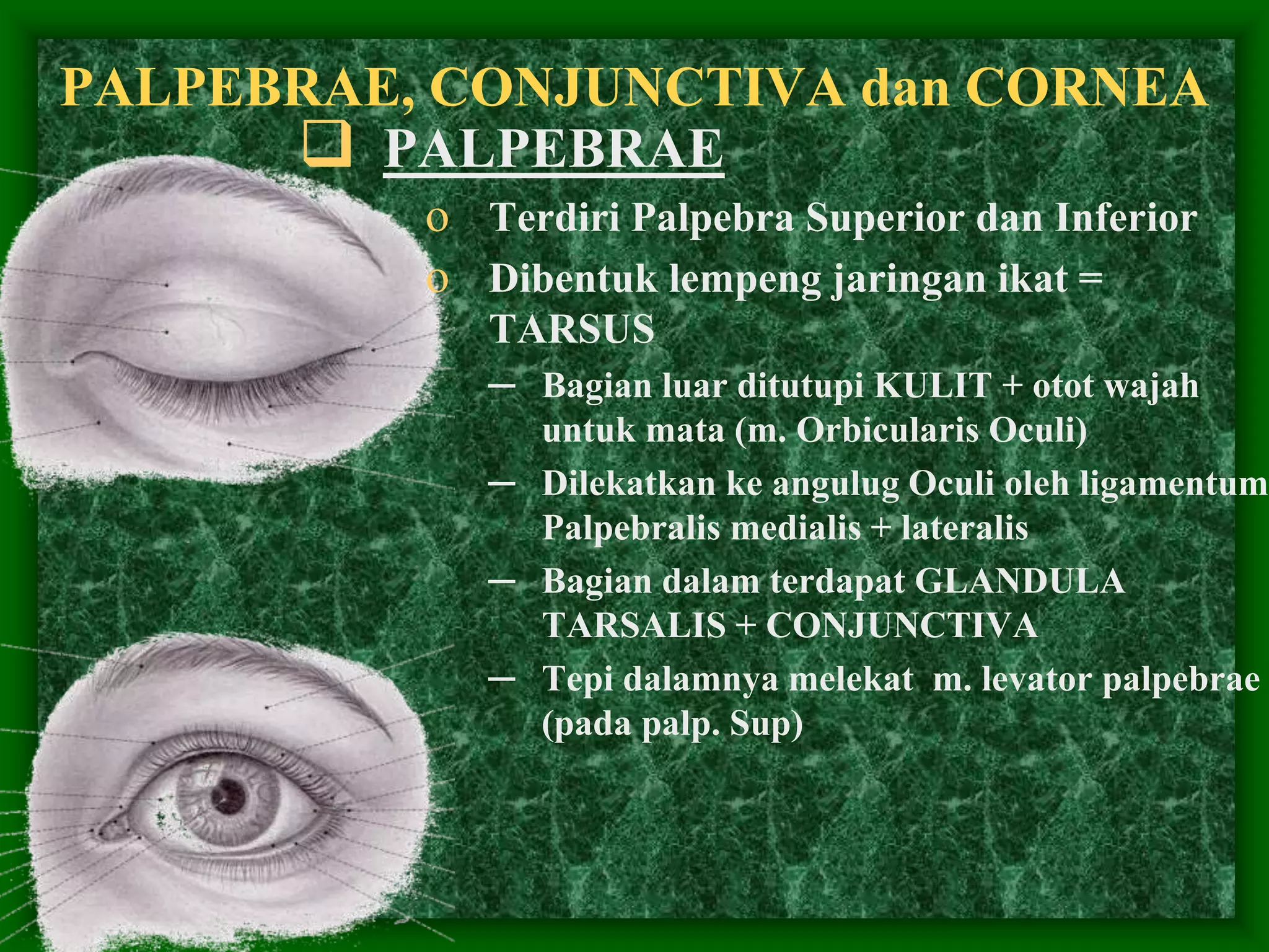 1. Anatomi SS (Mata) (dr. Saharuddin) .ppt