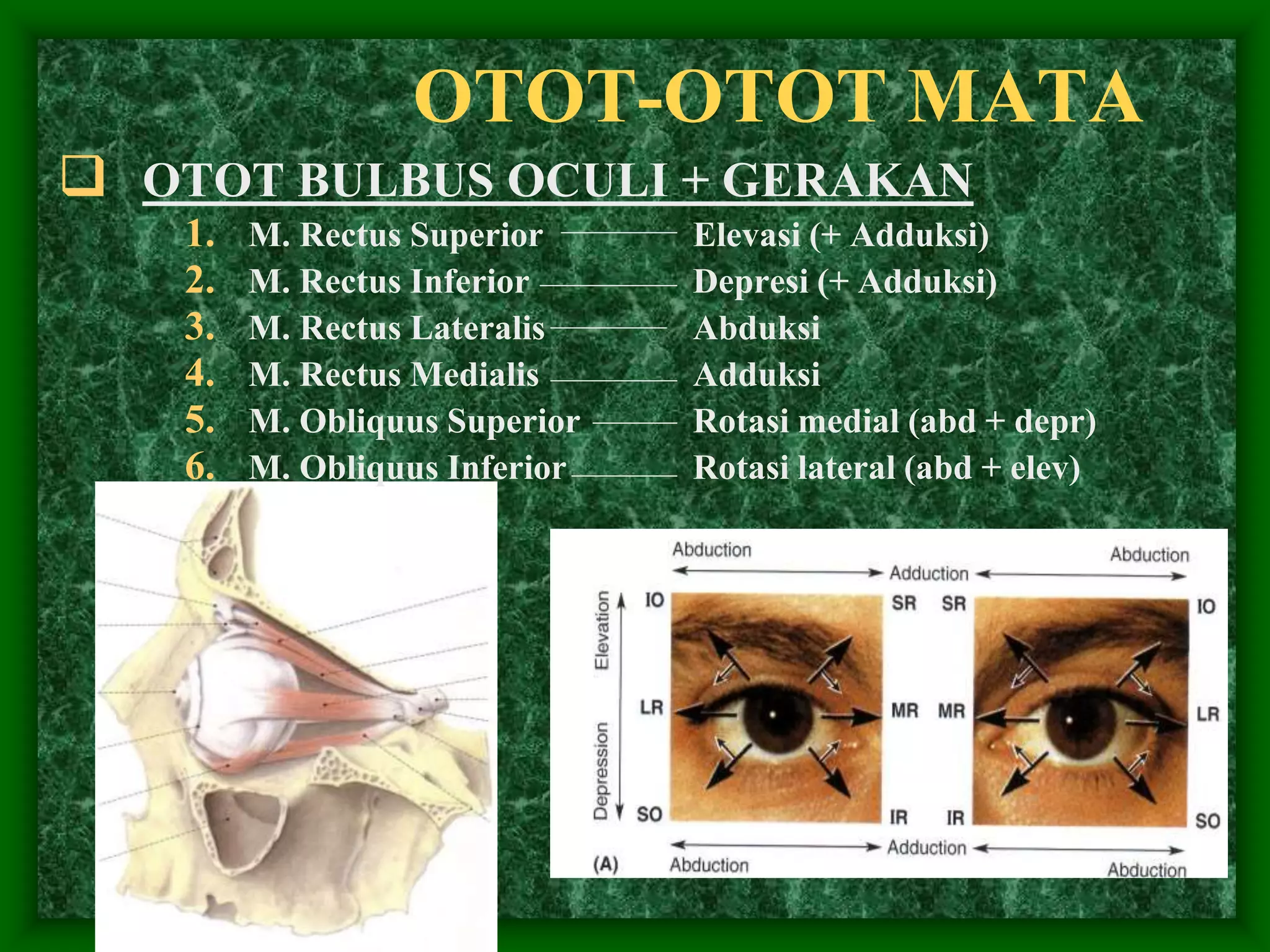 1. Anatomi SS (Mata) (dr. Saharuddin) .ppt
