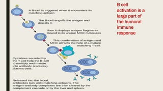 1.7...............humoral & cell mediated immunity.pdf
