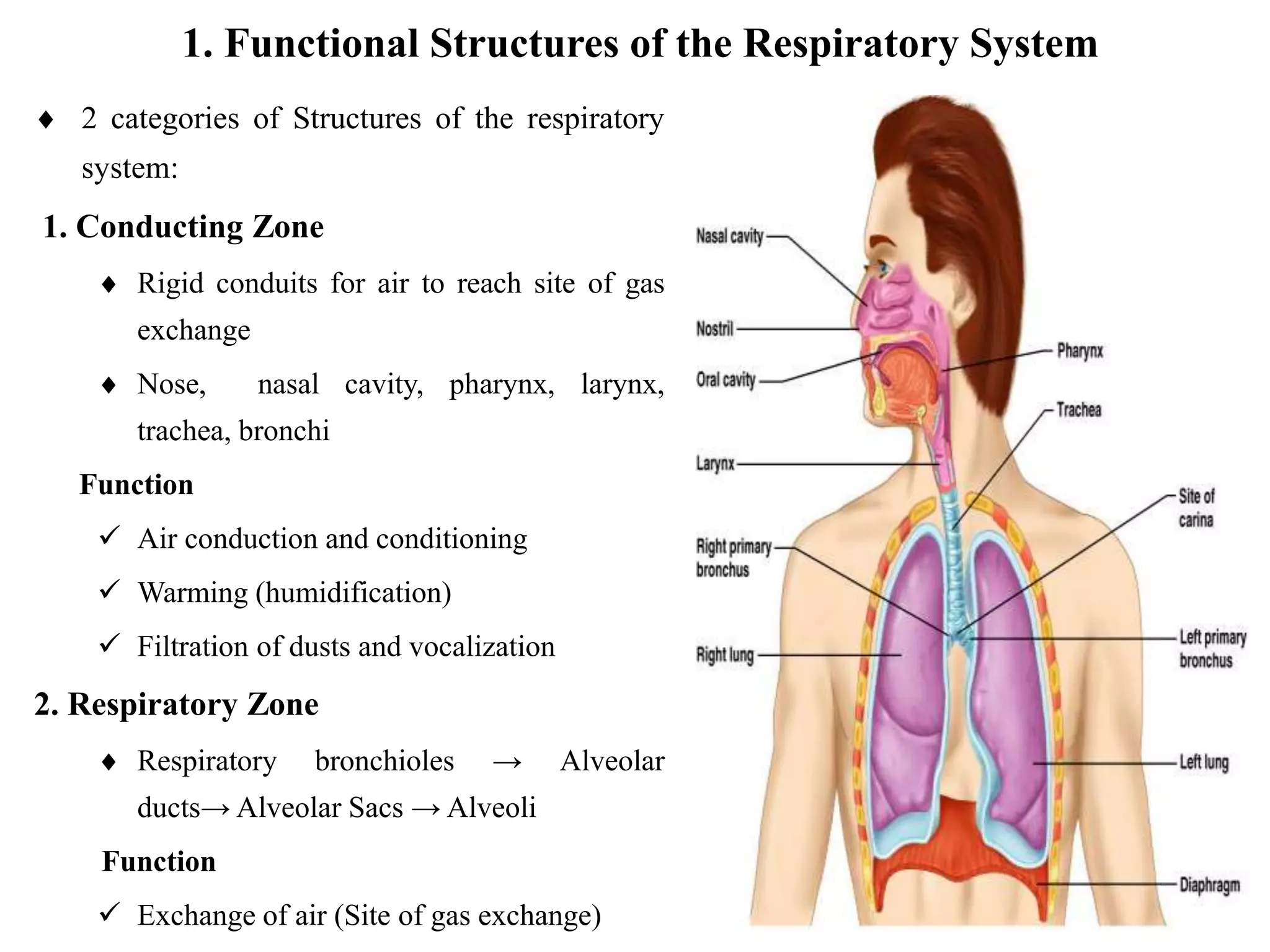 1. Respiratory system physiology (1).pptx