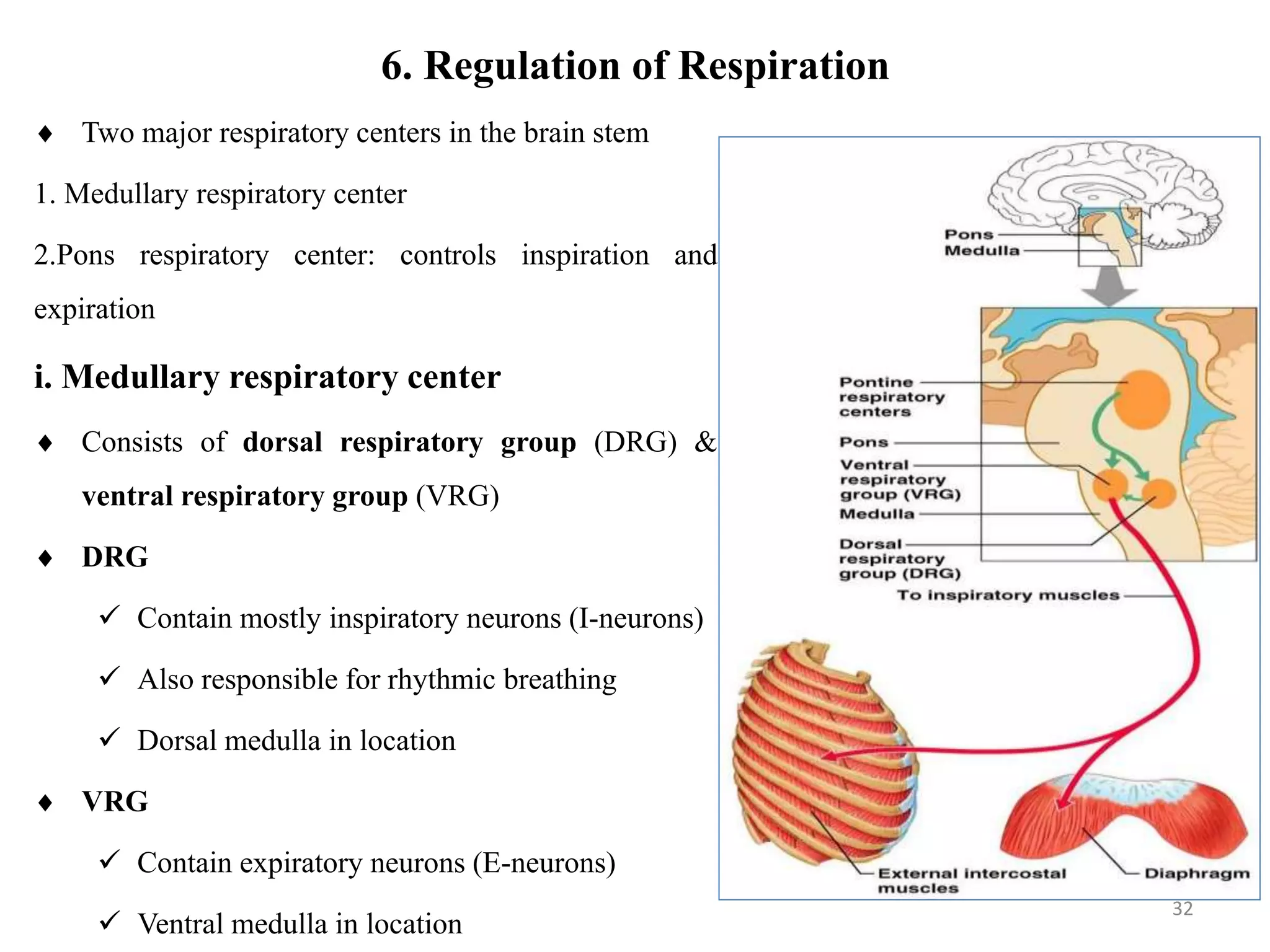 1. Respiratory system physiology (1).pptx