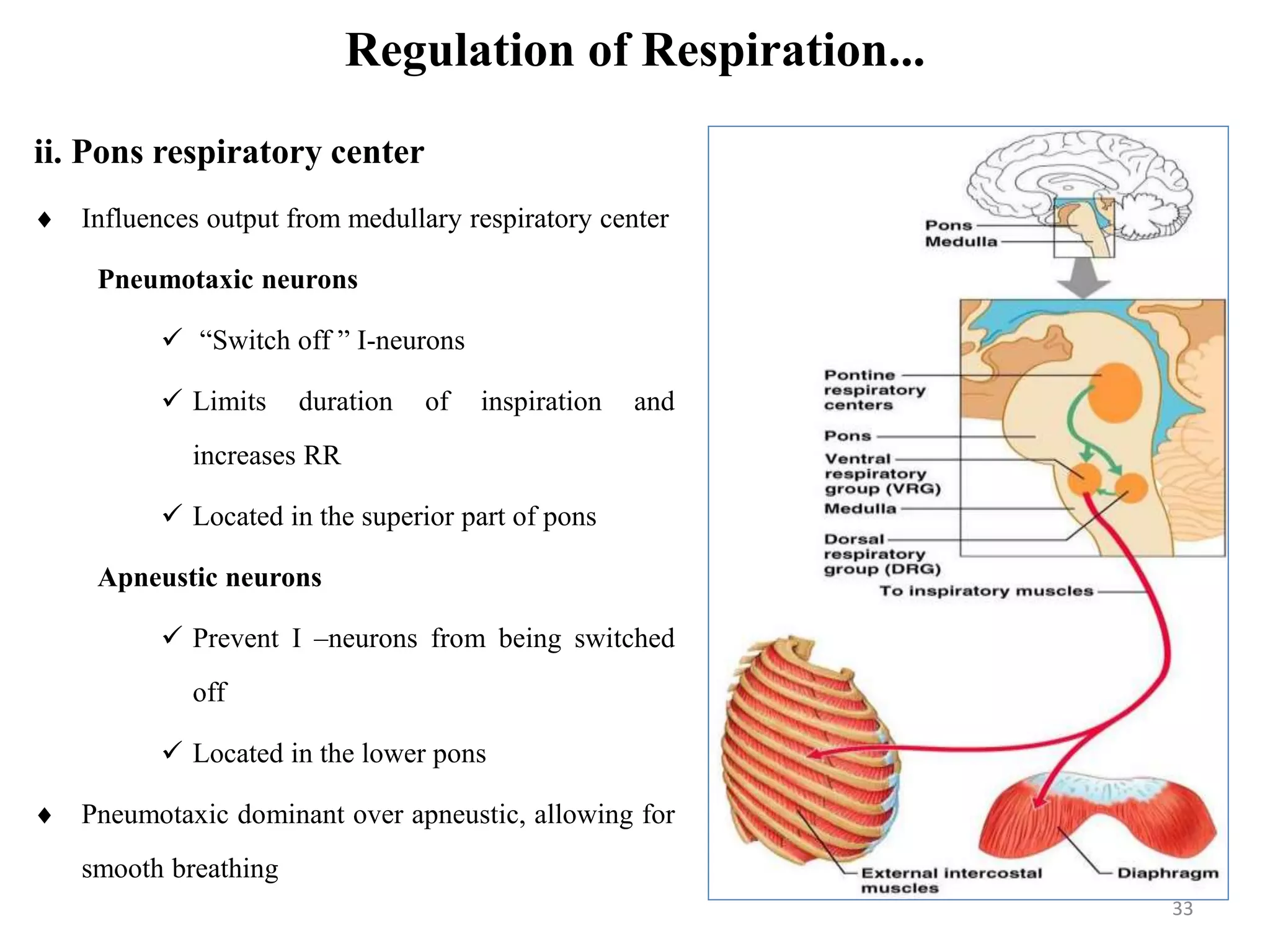 1. Respiratory system physiology (1).pptx