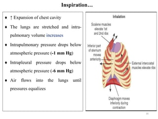 1. Respiratory system physiology (1).pptx